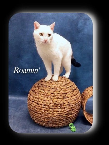 Cat of the Week: Roamin’ - Last Hope Animal Rescue