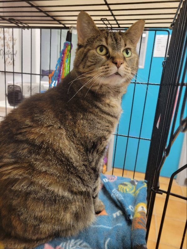 Cat of the Week: Snickers - Last Hope Animal Rescue