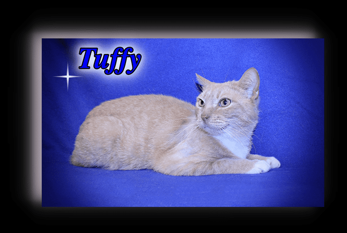 Cat of the Week: Tuffy - Last Hope Animal Rescue