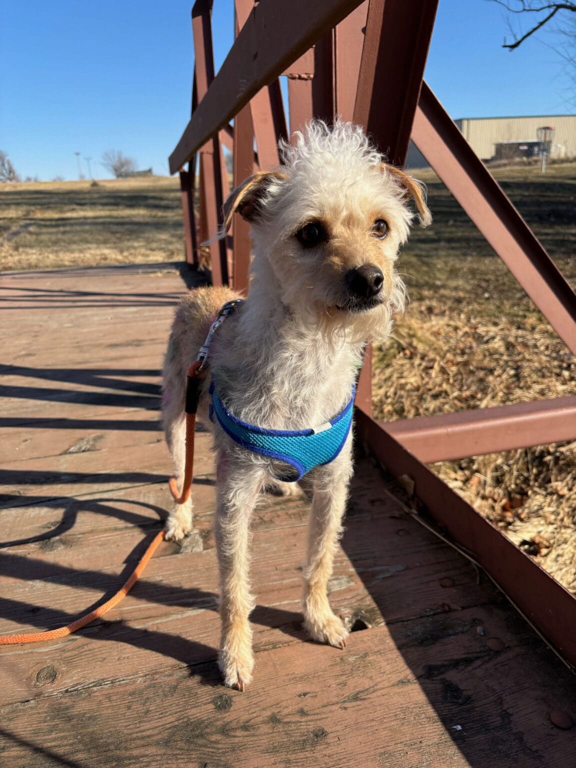 Dog of the Week: Ricky - Last Hope Animal Rescue