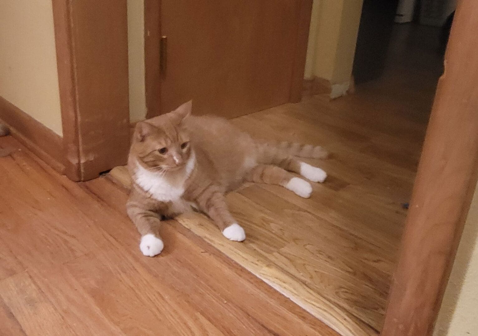 Cat of the Week: Goose - Last Hope Animal Rescue