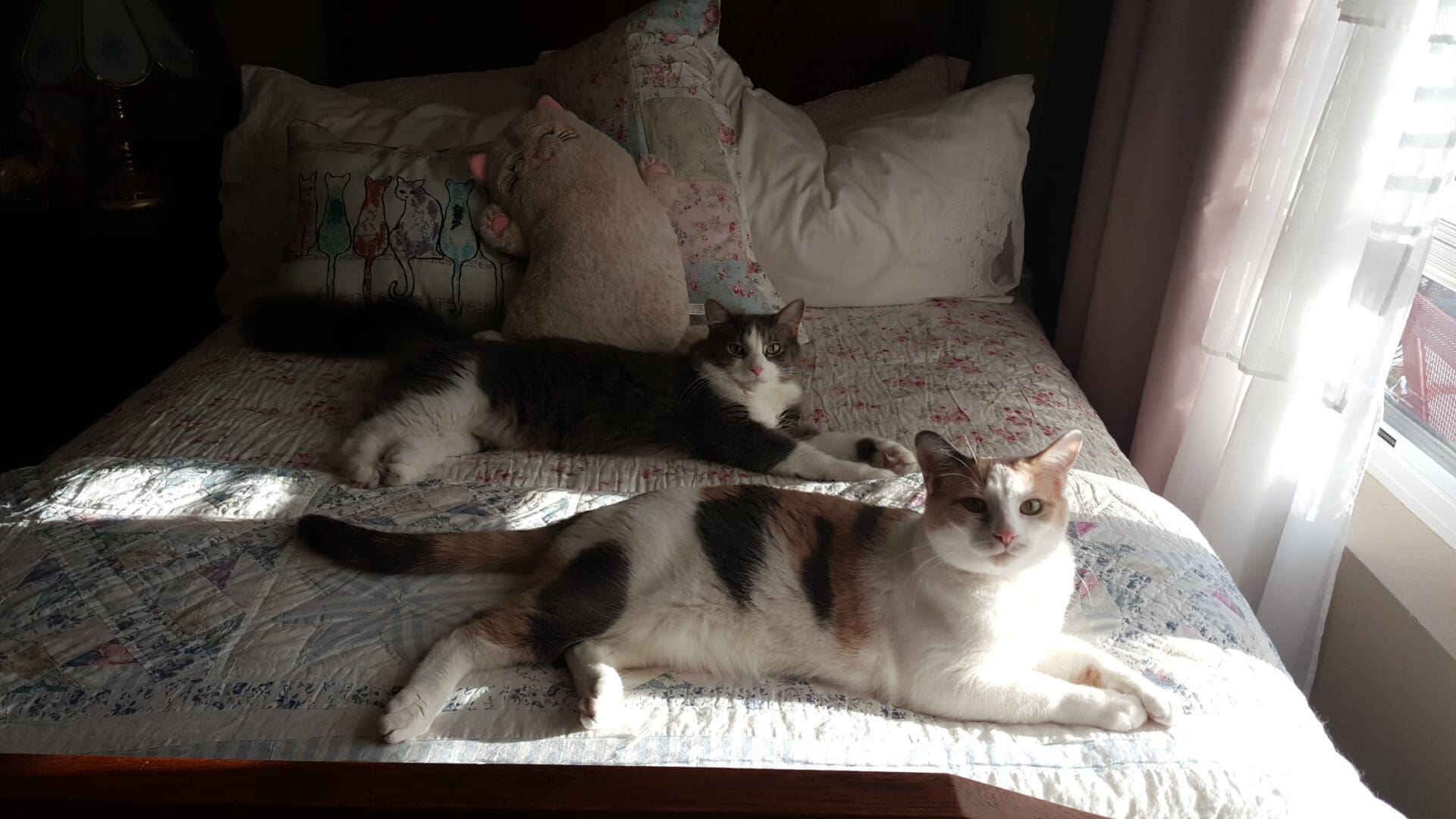 Happy Tail: Maks and Issie - Last Hope Animal Rescue
