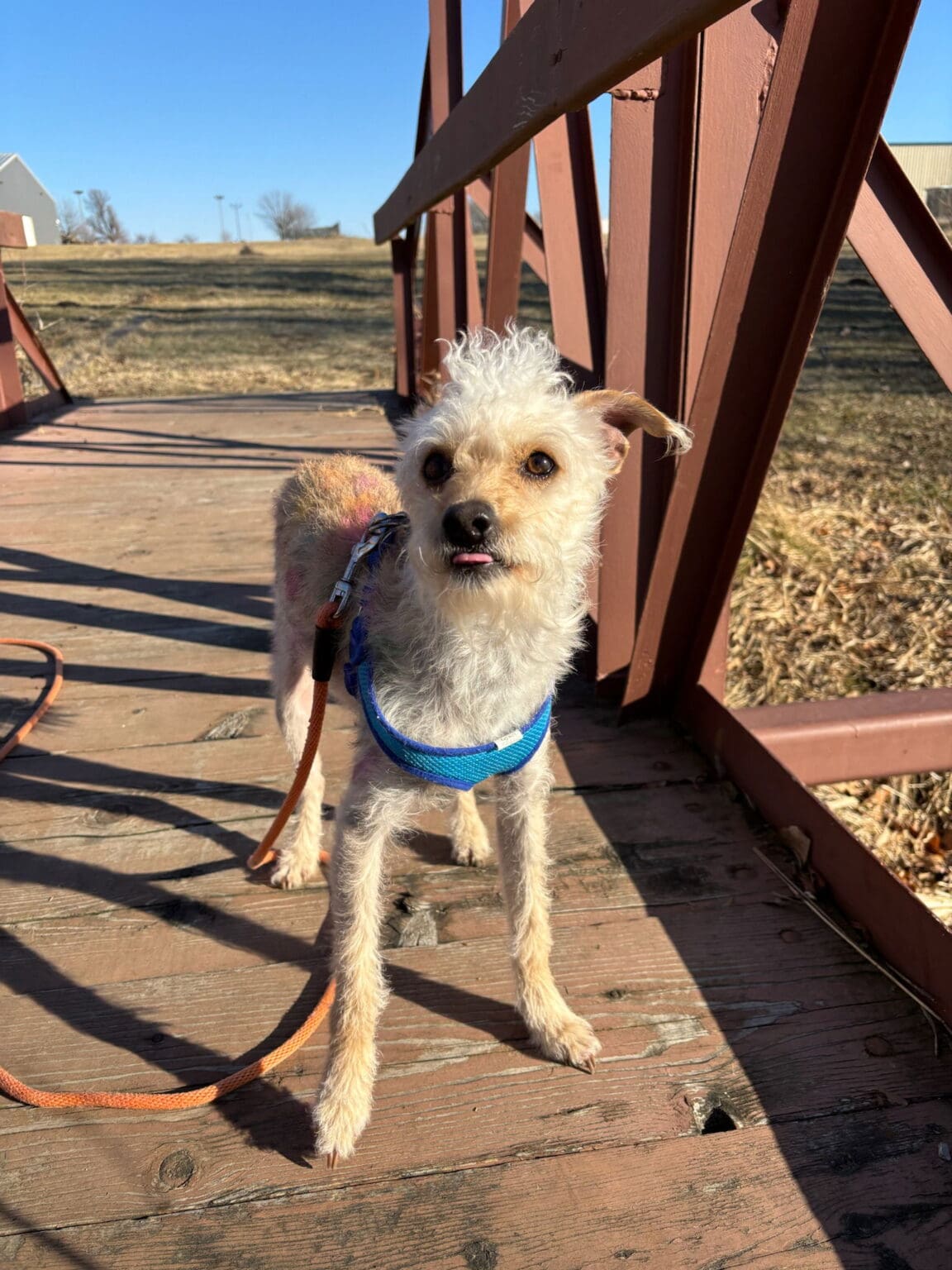 Dog of the Week: Ricky - Last Hope Animal Rescue