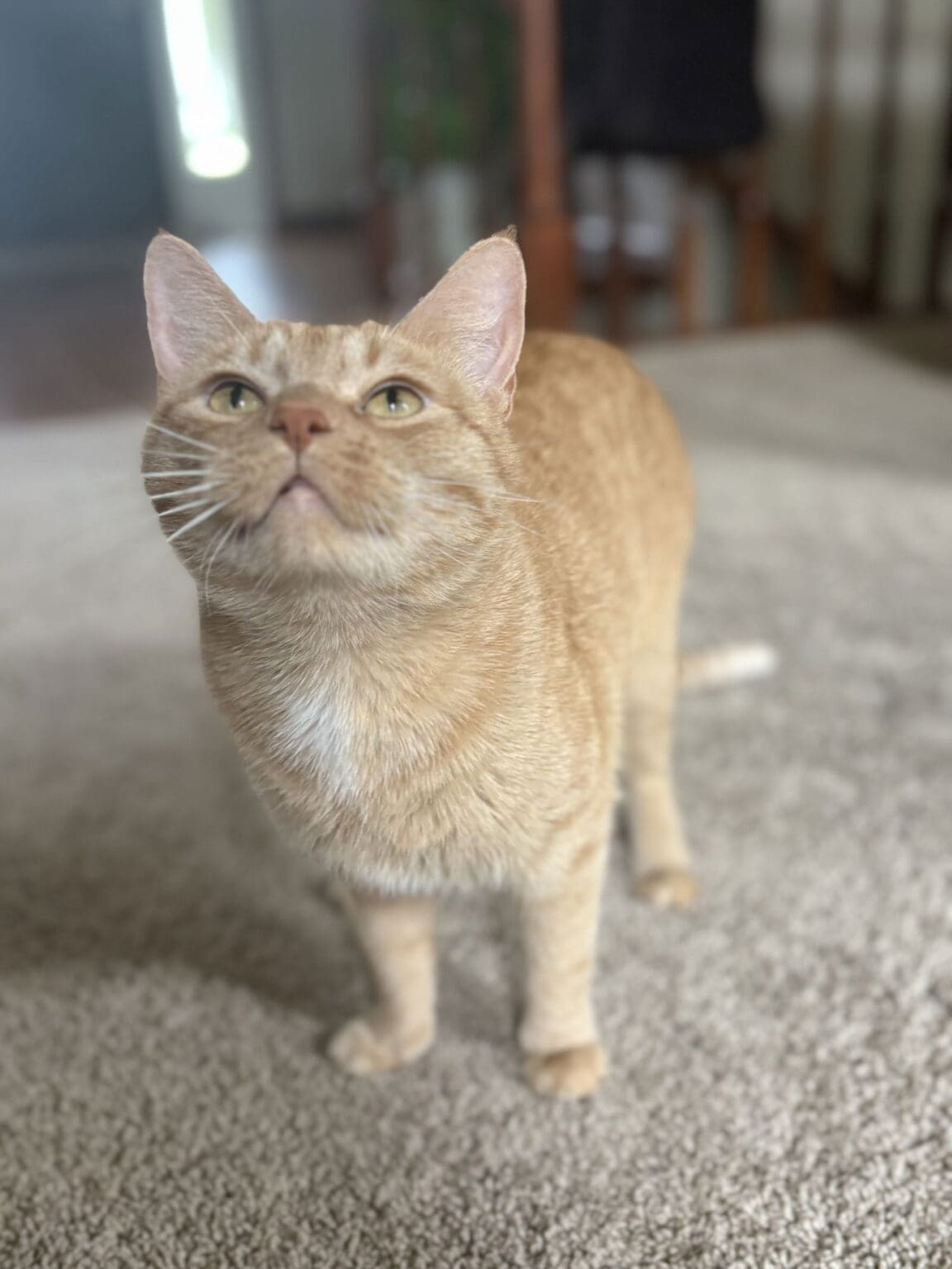 Cats of the Week: Paprika and Cayenne - Last Hope Animal Rescue