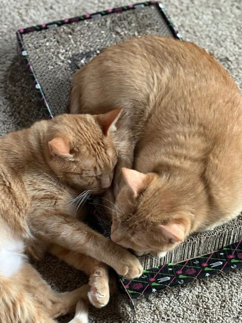 Cats of the Week: Paprika and Cayenne - Last Hope Animal Rescue