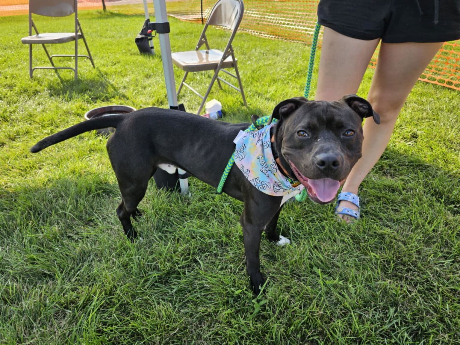Dog of the Week: Flex - Last Hope Animal Rescue