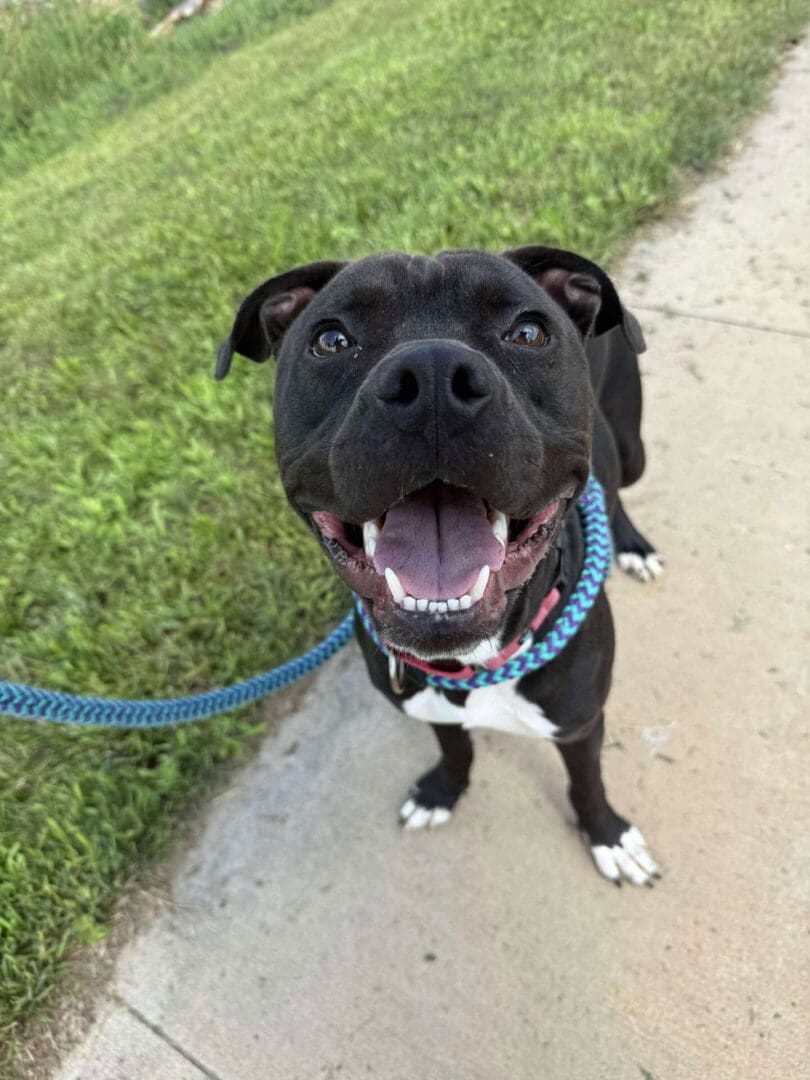 Dog of the Week: Flex - Last Hope Animal Rescue