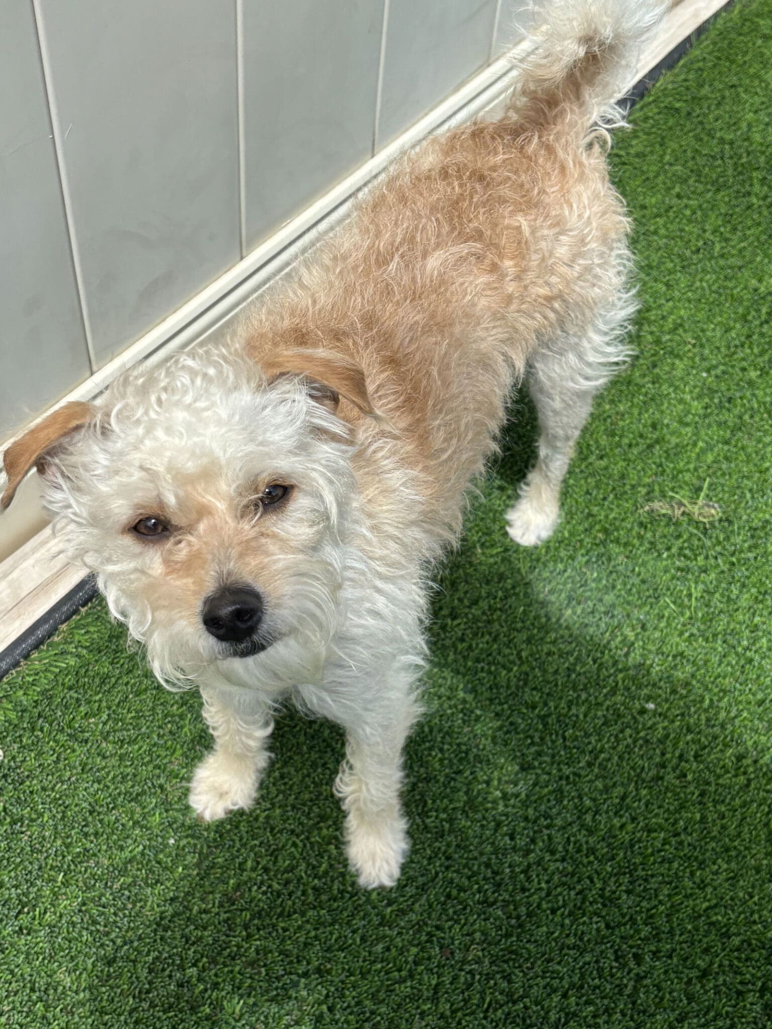 Dog of the Week: Ricky - Last Hope Animal Rescue