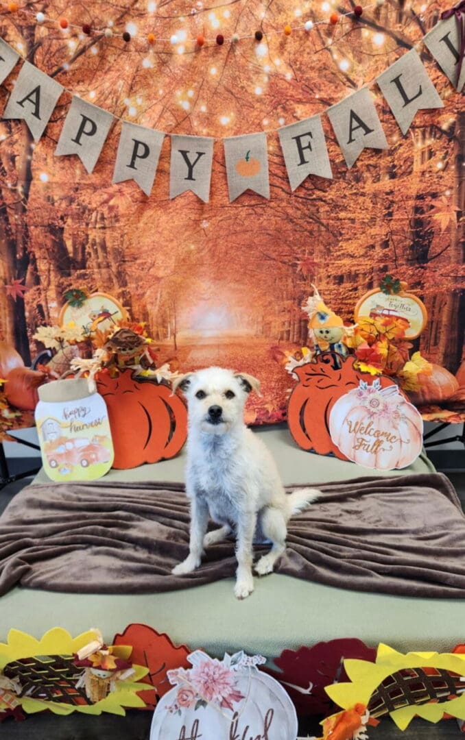 Dog of the Week: Ricky - Last Hope Animal Rescue