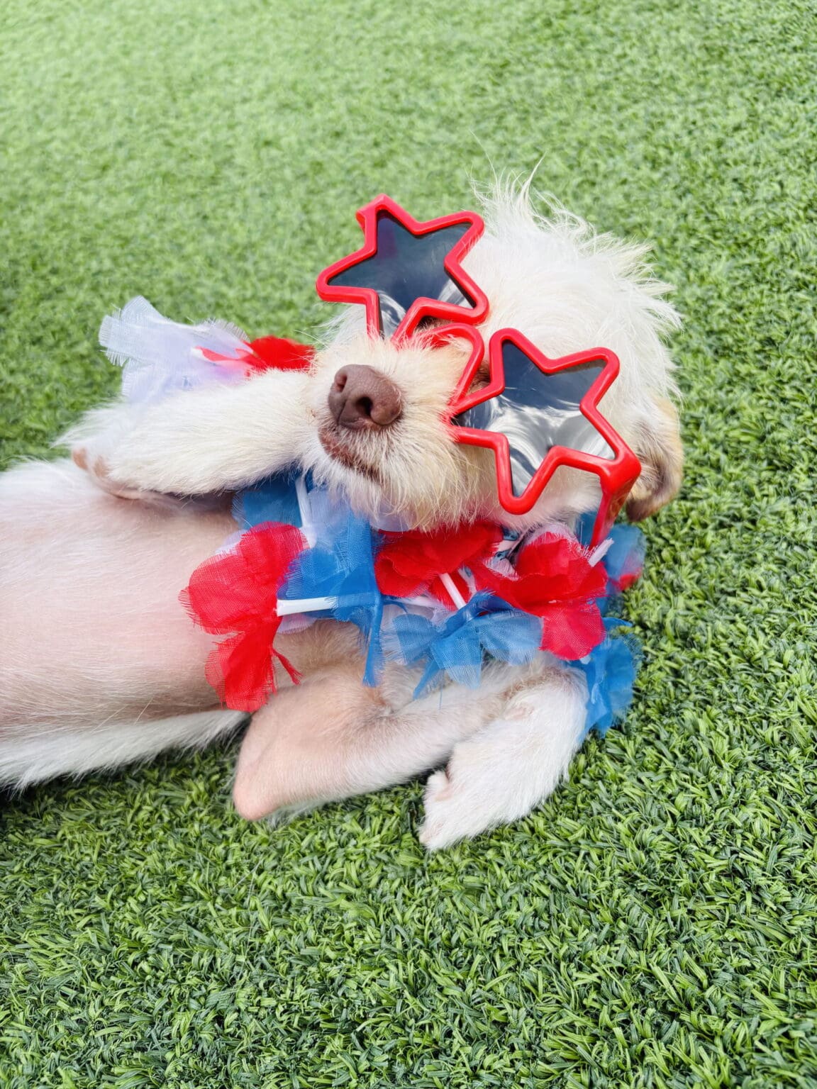 Dog of the Week: Ricky - Last Hope Animal Rescue